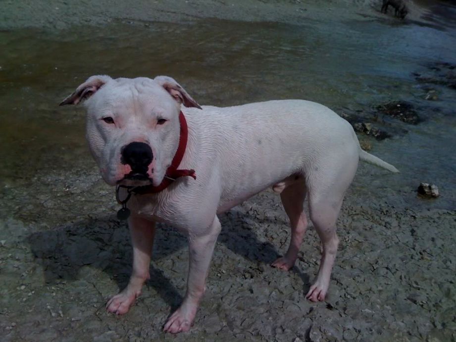 freePitbull: A.P.B.T. GATOR