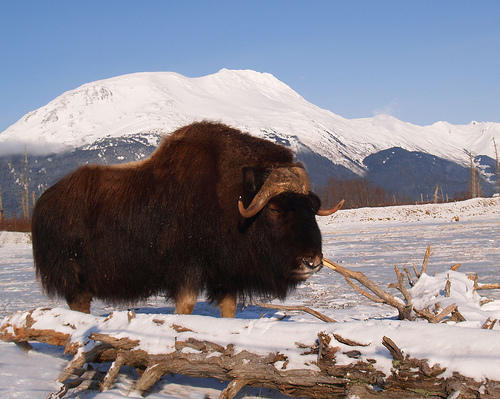 Musk-Oxen Arctic Migration Latest Photos | All Wildlife Photographs