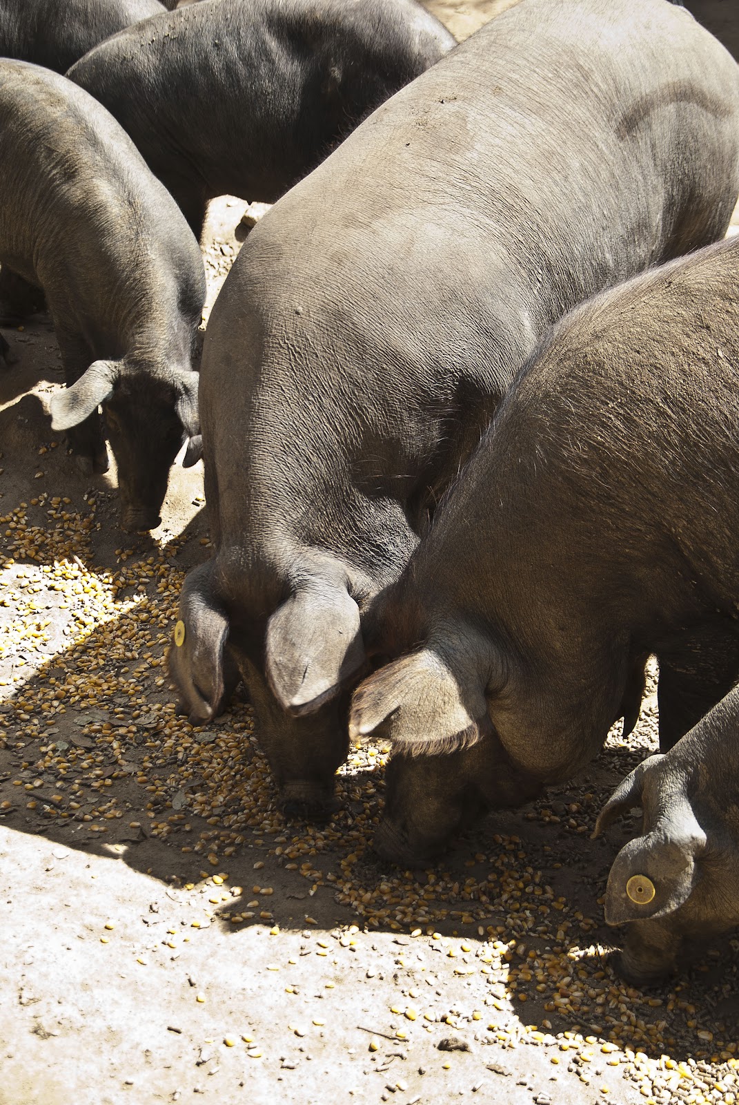 SANTA OLALLA DEL CALA EN 100 FOTOGRAFIAS: CAPITULO VIII. Primera parte ...