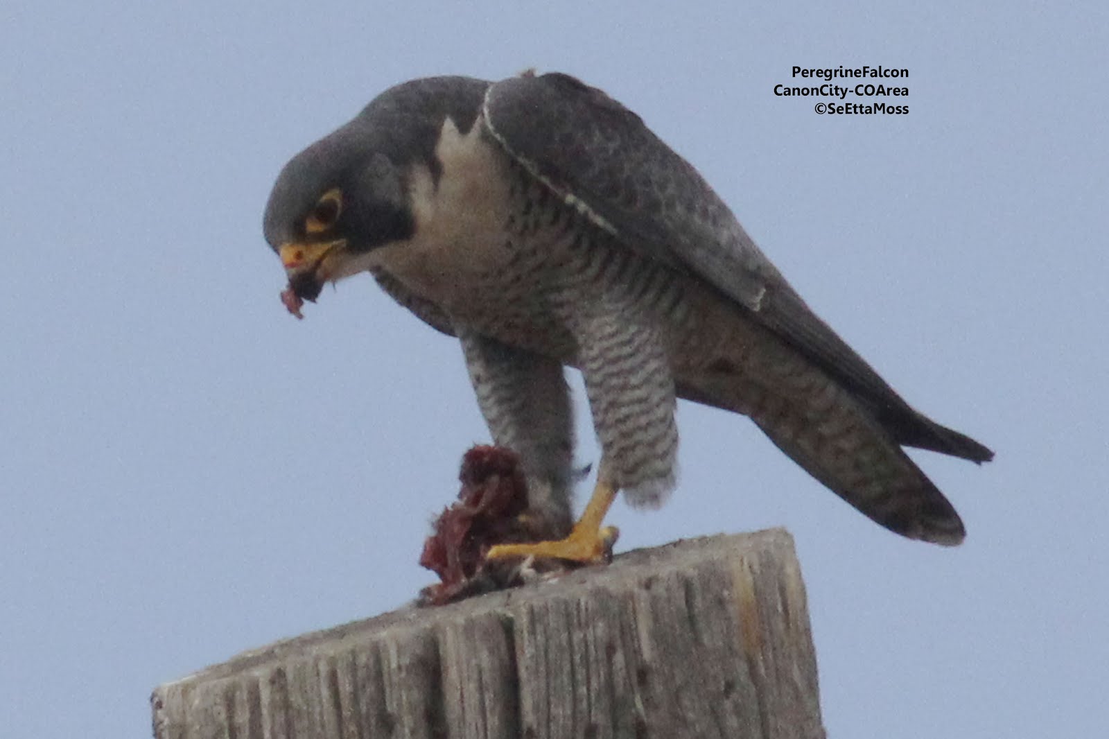 Peregrine Falcon enjoying...whose foot is that??