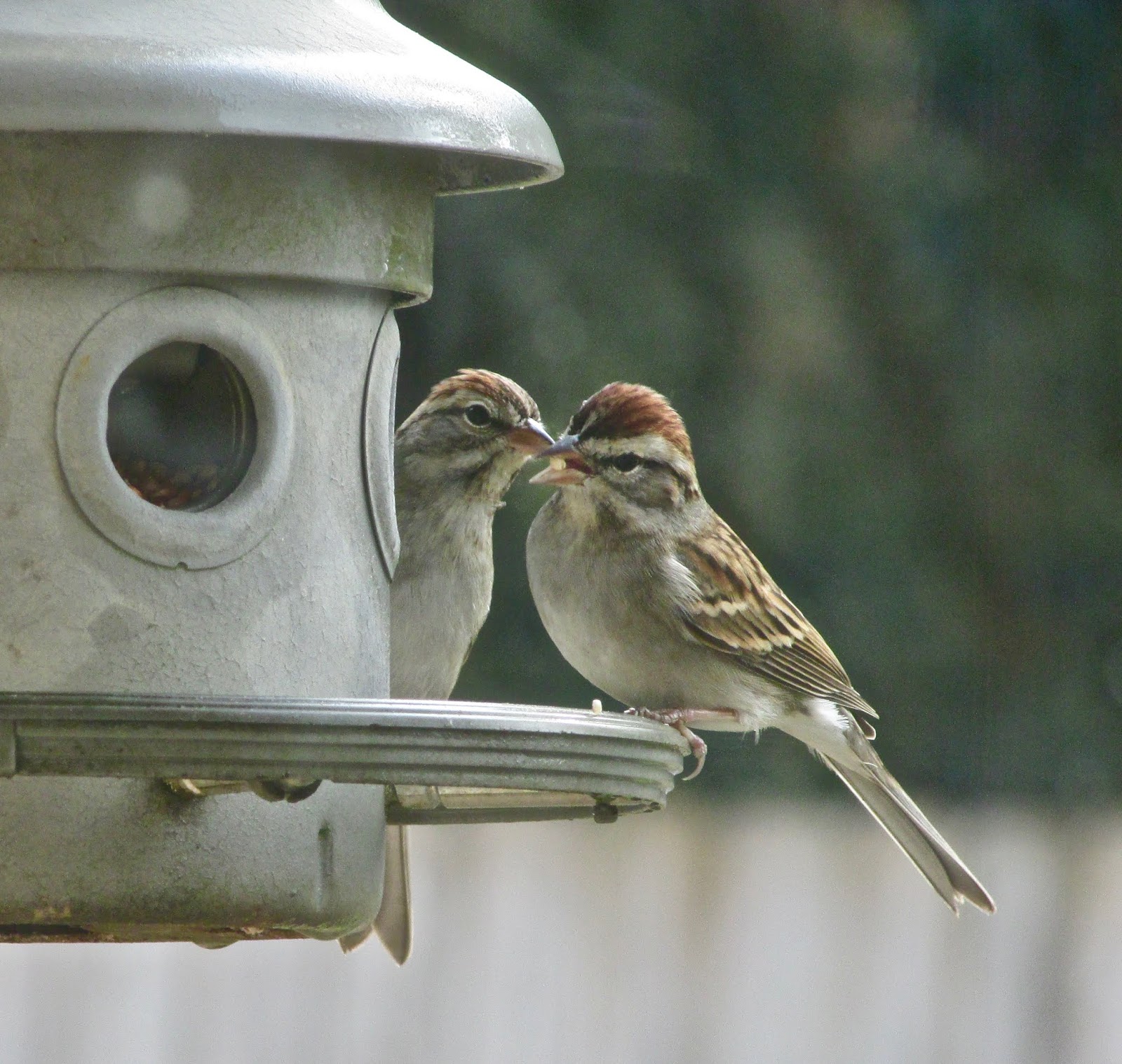 Backyard Buddies - The Backyard Gallery