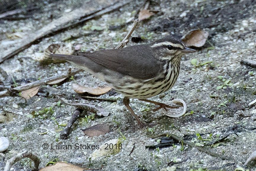 STOKES BIRDING BLOG: Northern Waterthrush ID, here's how!