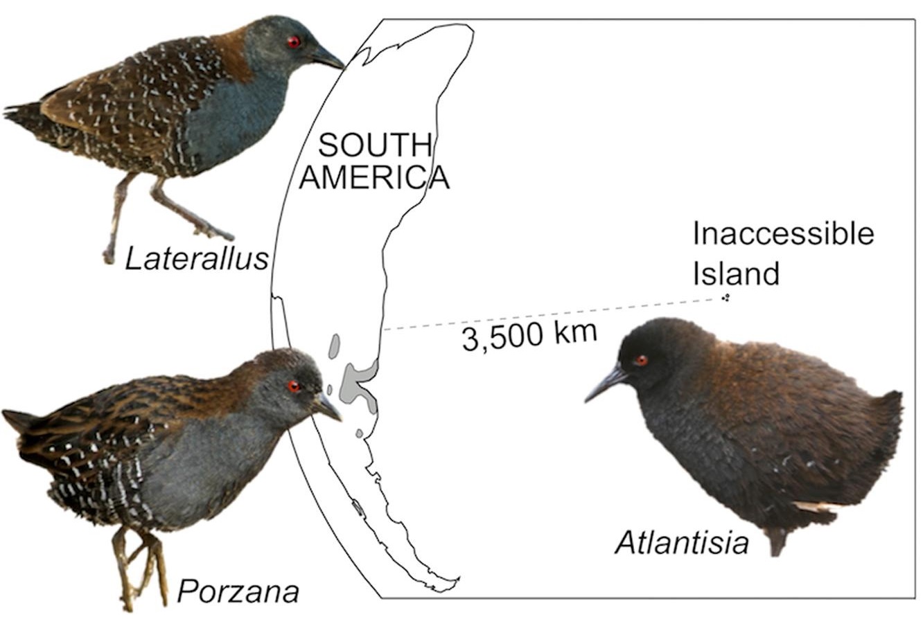 Species New to Science: [Ornithology • 2019] Atlantisia rogersi • The ...