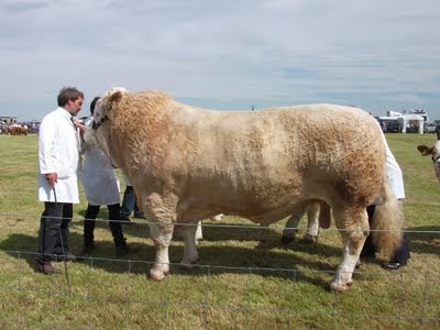 A Gurn from Nurn: Nairn Show pictures