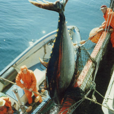 Popular Biology: March 2011