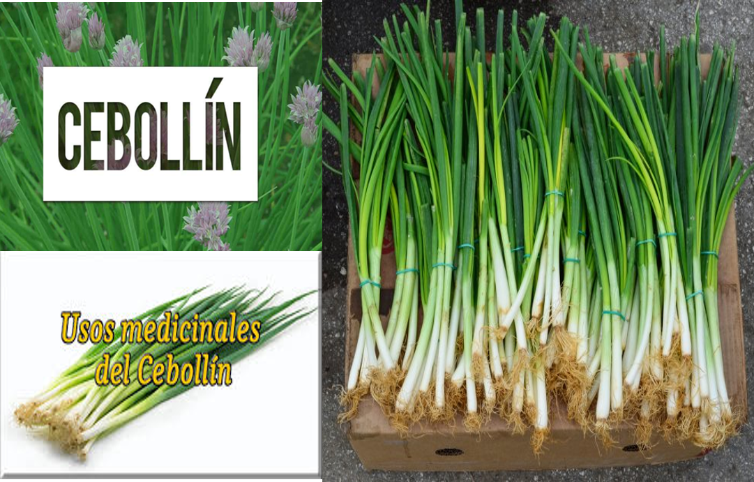 Increíbles Beneficios del CEBOLLIN. NO TE LO PIERDAS!!!! ~ Natwiki