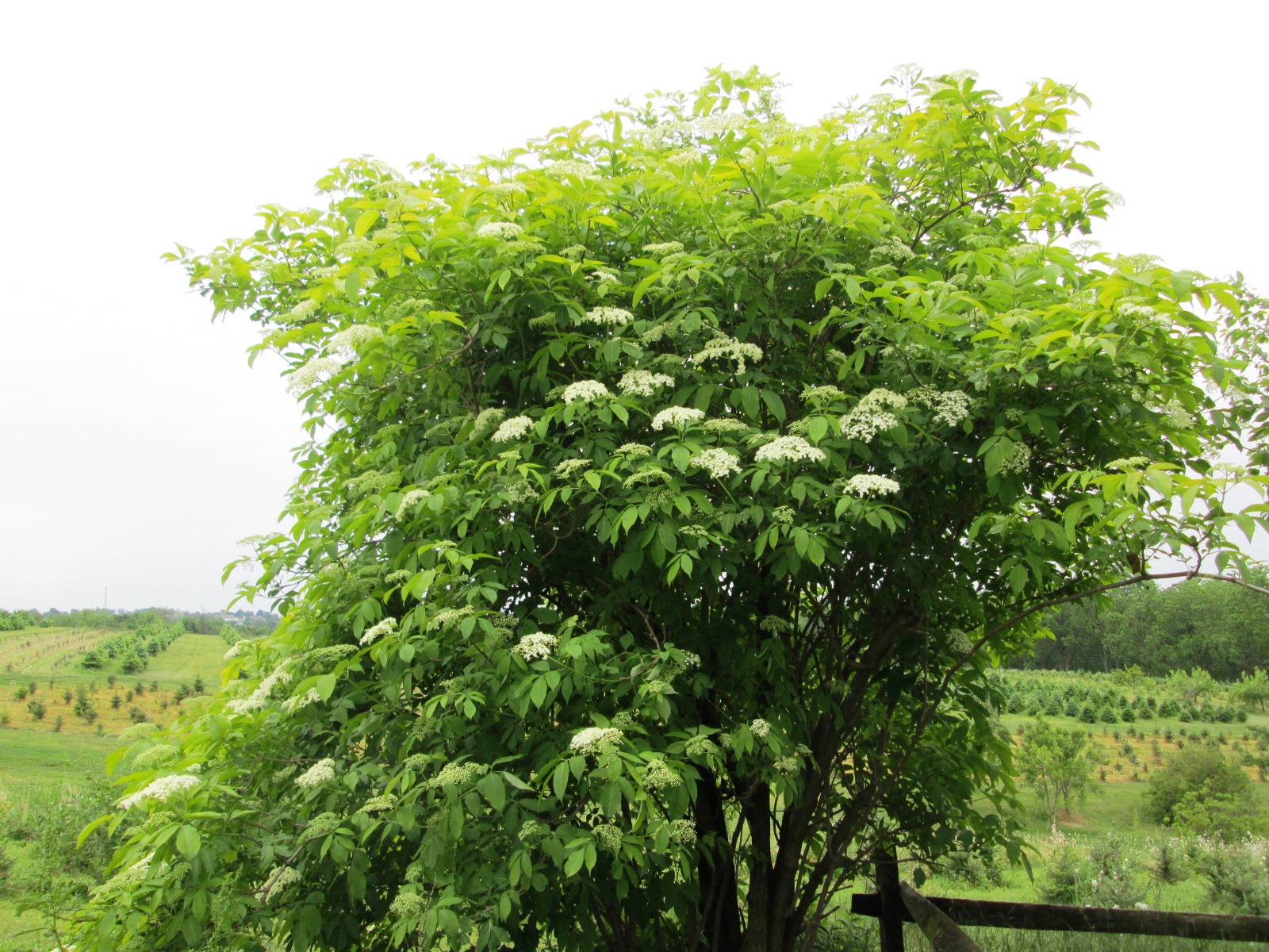 The Essential Herbal Blog: 8 Ways to Love Elderflowers