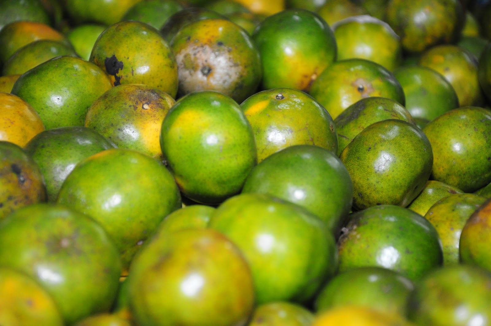 Rahsia Tanaman : Limau (Citrus madurensis L.)