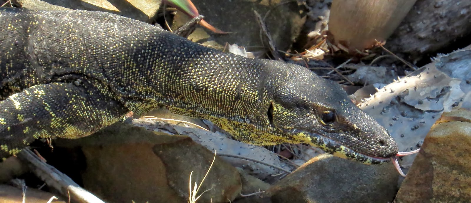 Reptiles of South-east Queensland