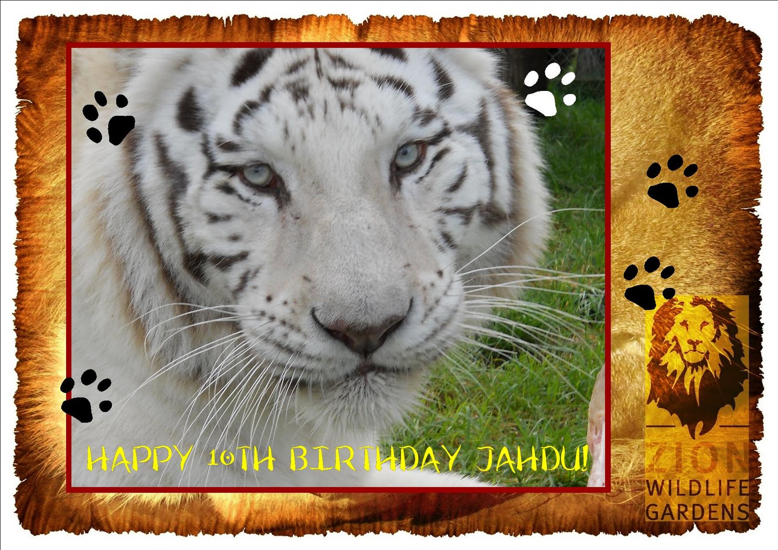 Northland Big Cat Blog