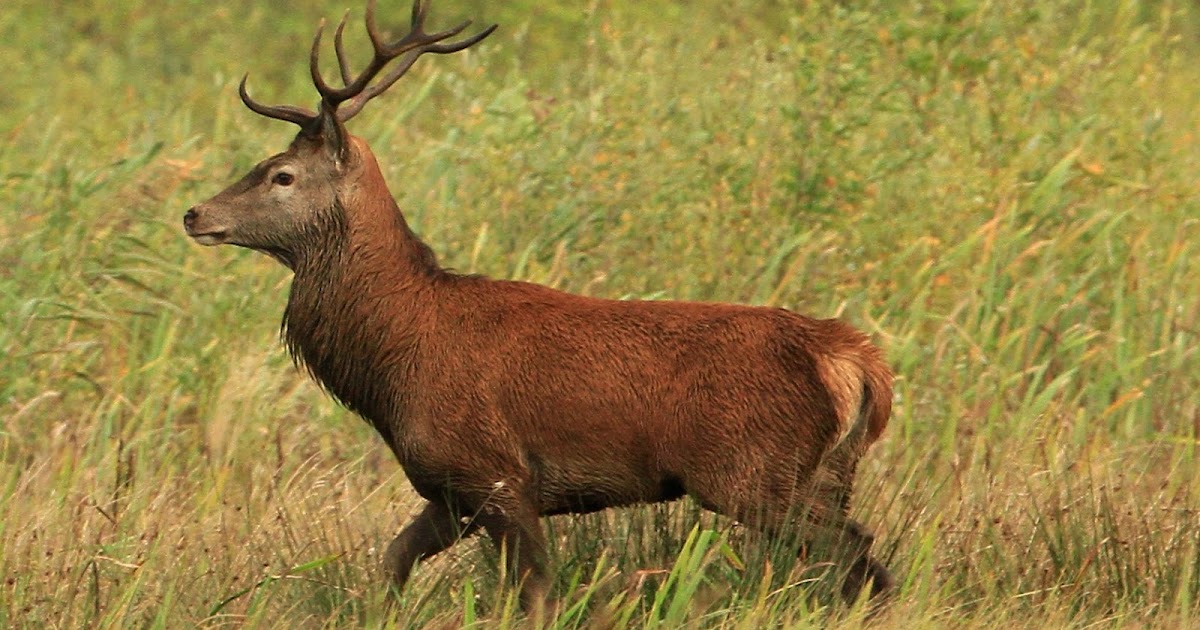 The Breckland Birder: Hockham, Norfolk