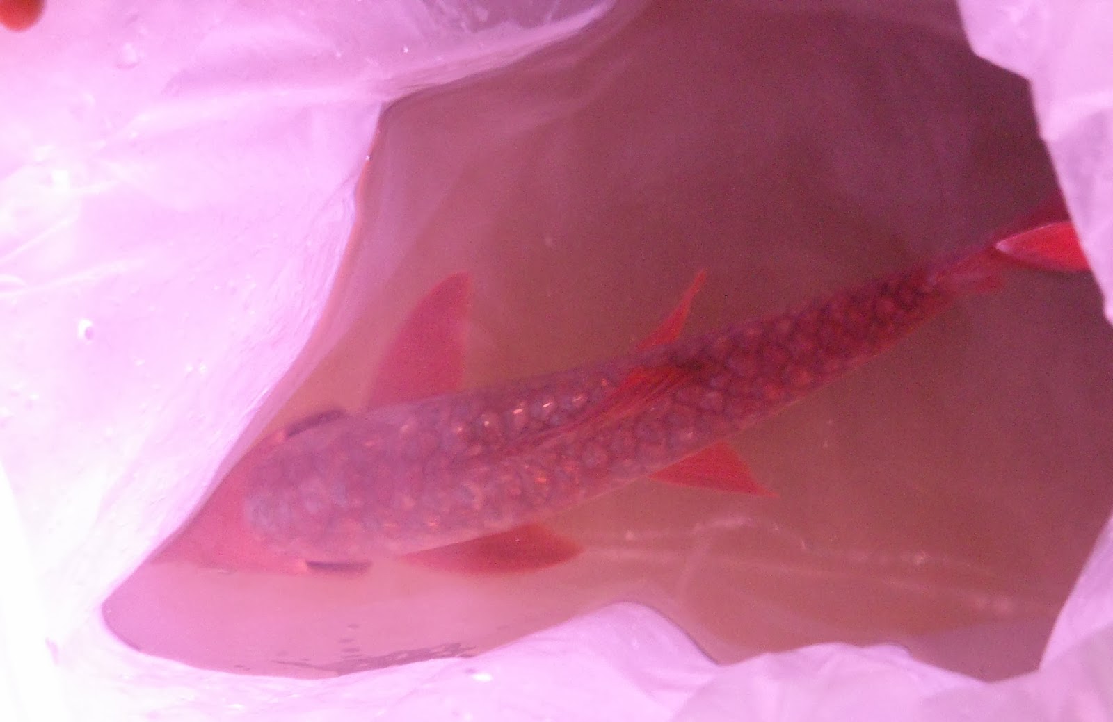 Malaysian Mahseer or Kelah: Kelah Bara Bunga