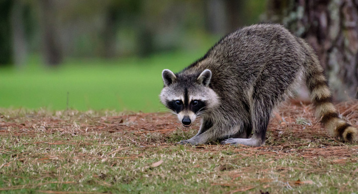 Animale curioase: Armata ucraineana va inrola ratoni