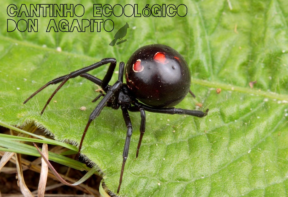 Sapecando O Roçado : Latrodectus sp. (viúva negra)