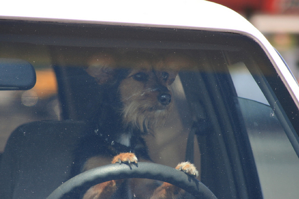 40 Cool dogs driving cars (40 pics) | Amazing Creatures