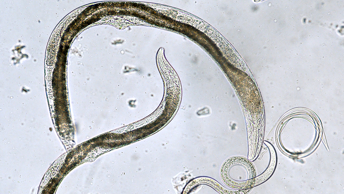 Are the Nematodes A Friend Or A Foe?