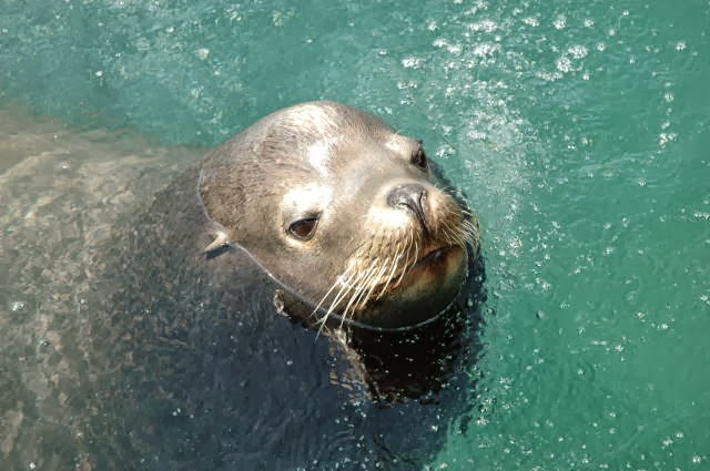 Pisces Fleet Sportfishing Blog: Pancho The Sea Lion Nabs Prize Winning Tuna