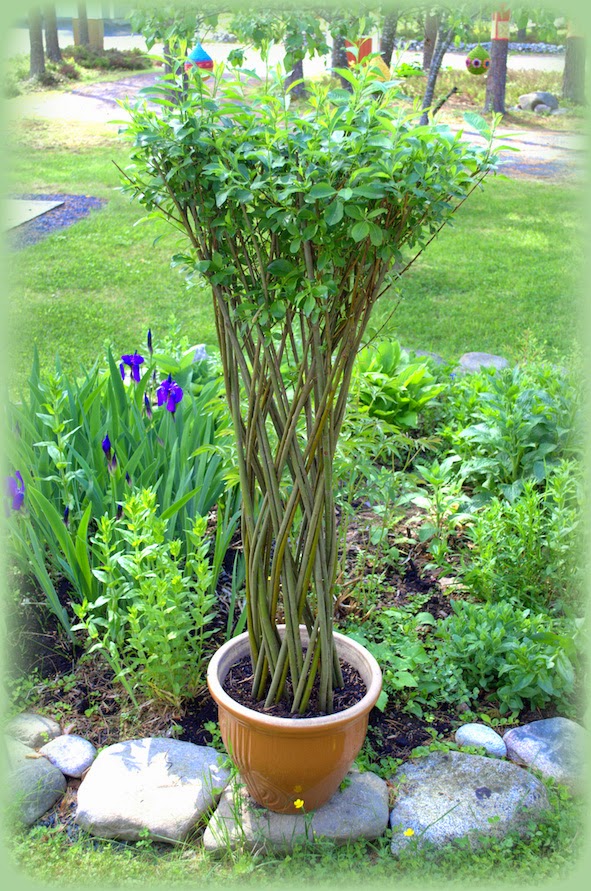 nätti rätti: ruukkupaju nyt