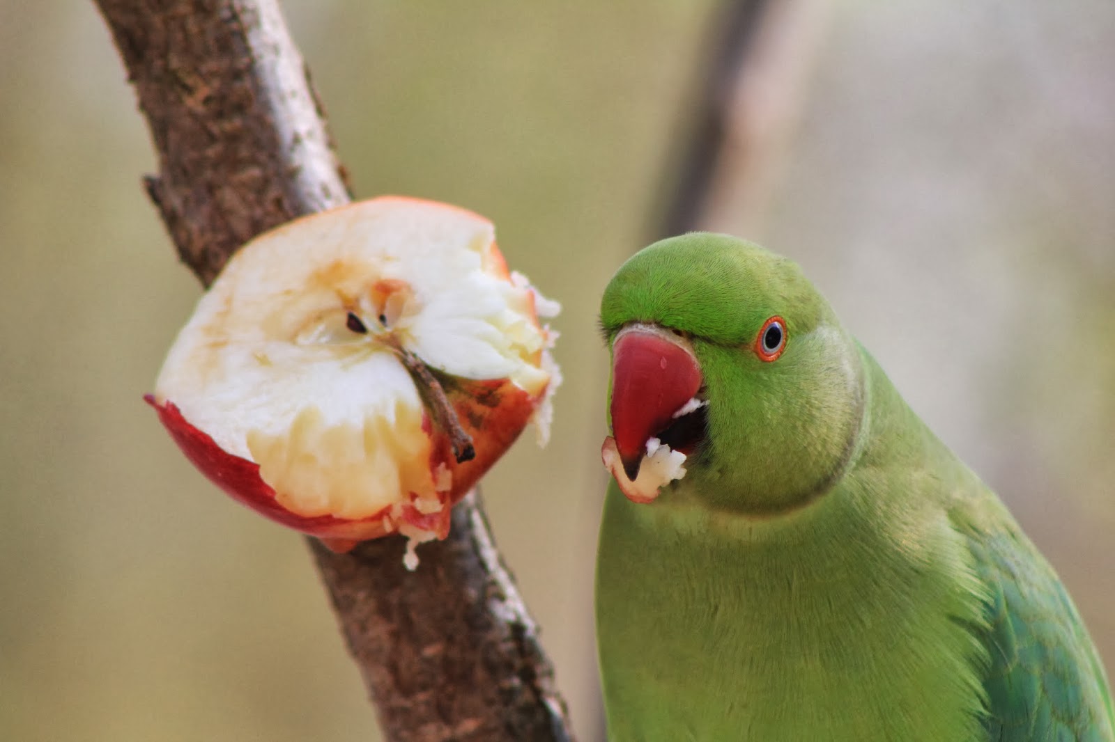 LA GAZETTE DE BIBI: LES PERRUCHES VERTE AU PARC DE SCEAUX
