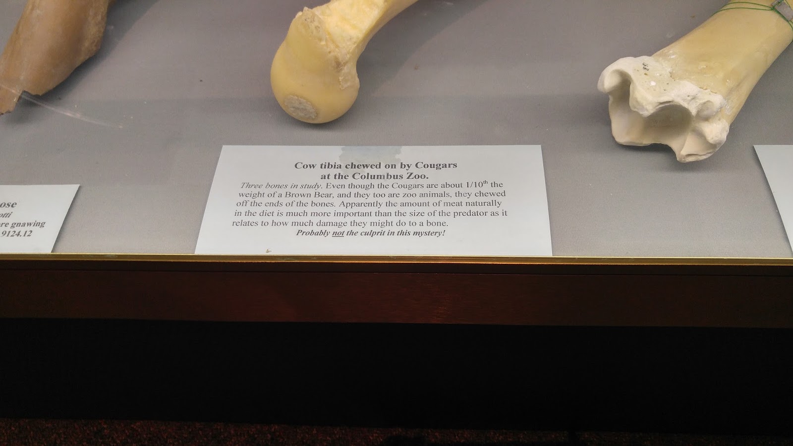 Travels of a Hobgoblin Taphophile: Fossil Stag Moose - Ohio History Center