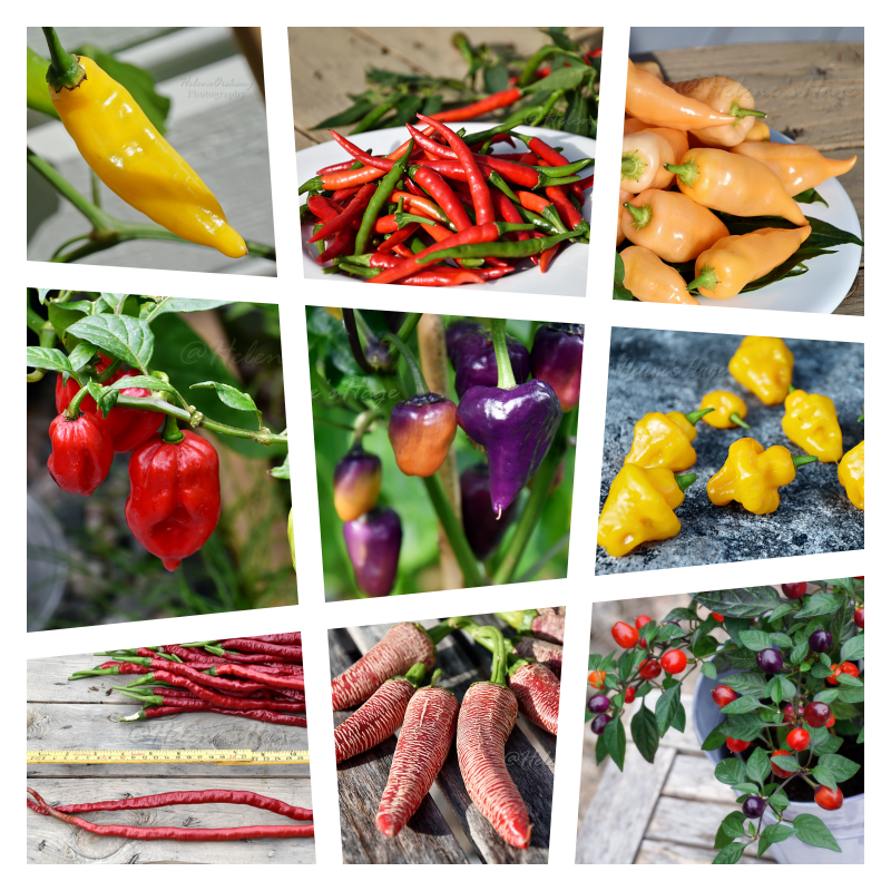 Helenes Tomater: Tomat-sesongen 2018