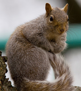 The News For Squirrels: The Amazing Spectacular Squirrel Tail