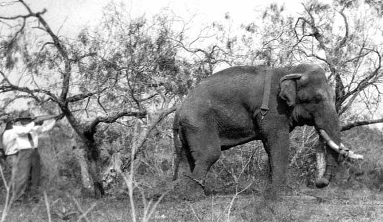 One Dusty Track: Death by Elephant in Texas