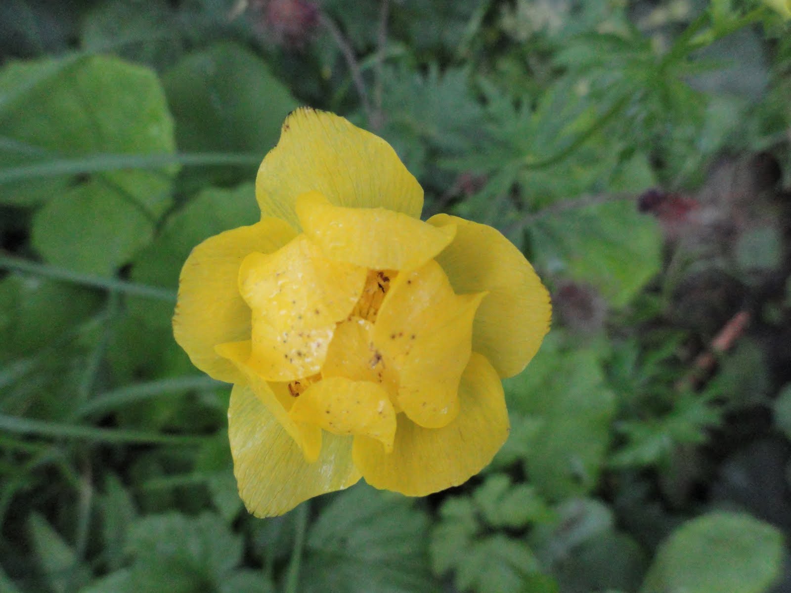 Frumusetile naturii: Bulbuci de munte (Trollius europaeus)