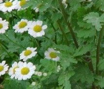 Luz Vital: Plantas Alquímicas - Aromaterapia