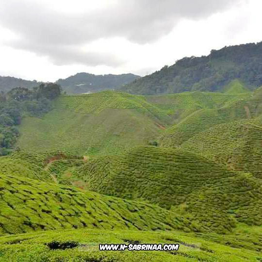Pemandangan indah Ladang Teh Bharat Cameron Highland - Catatan Travel ...