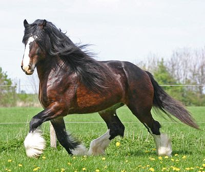 Shire Horse