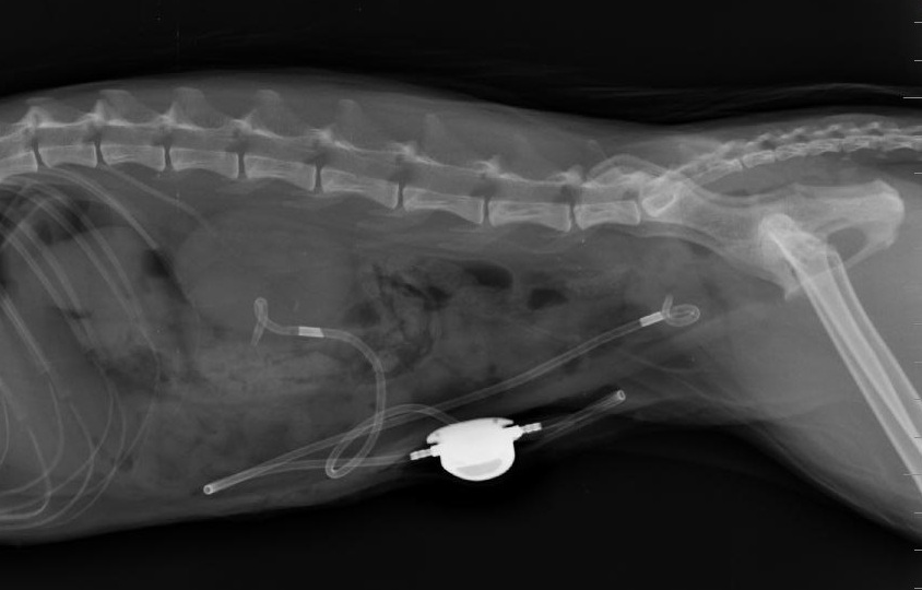 Traumatologia y Cirugia Ortopedica Veterinaria: SUB Bypass Ureteral en gato