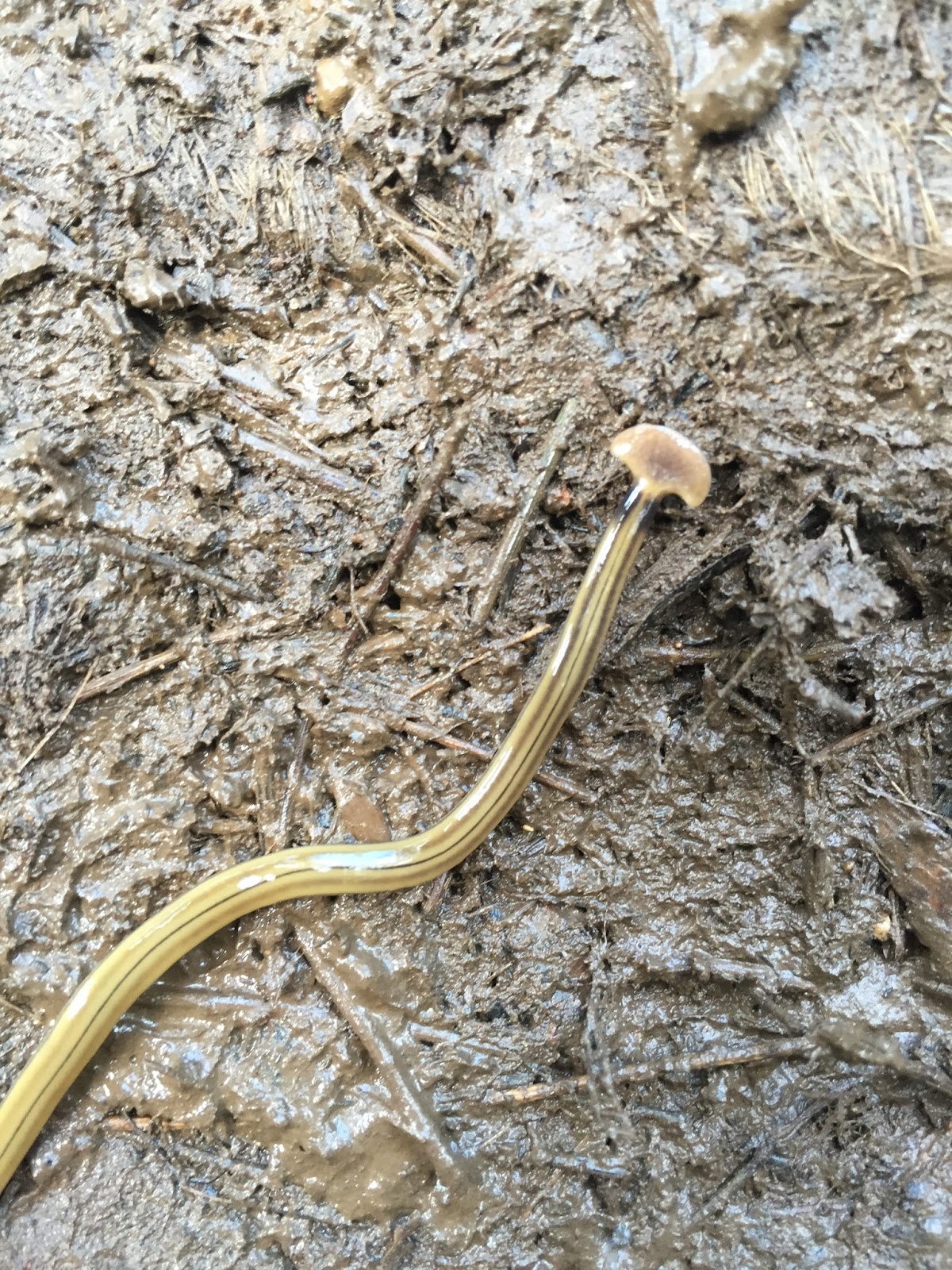 The Birdist: Hawaiian Birds and Wildlife Mega Photo Post