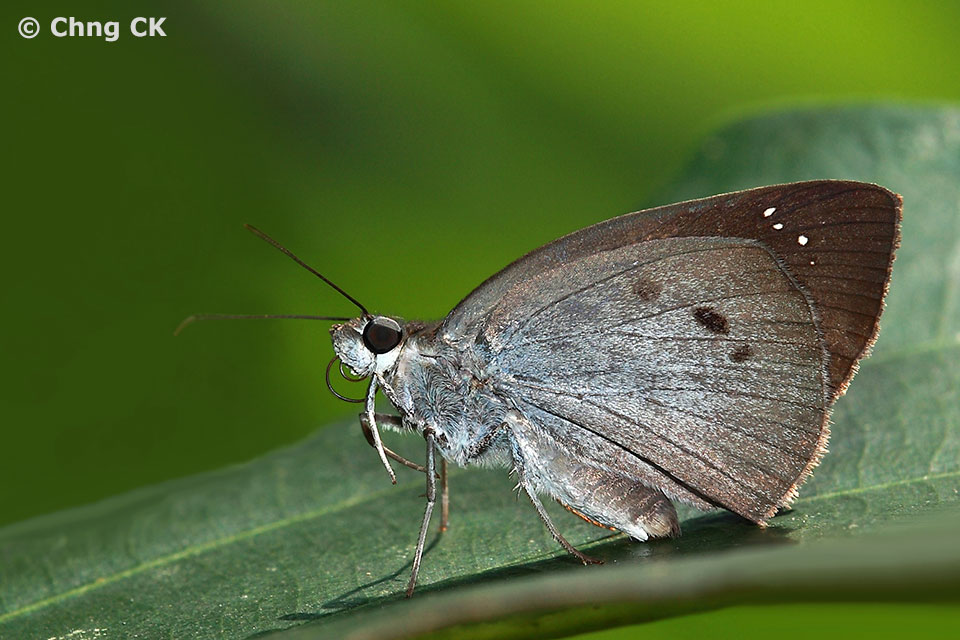 Butterflies of Singapore: Butterfly of the Month - December 2017
