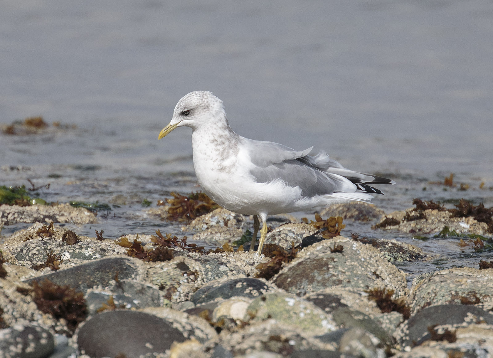pewit: Short-billed / Mew Gulls