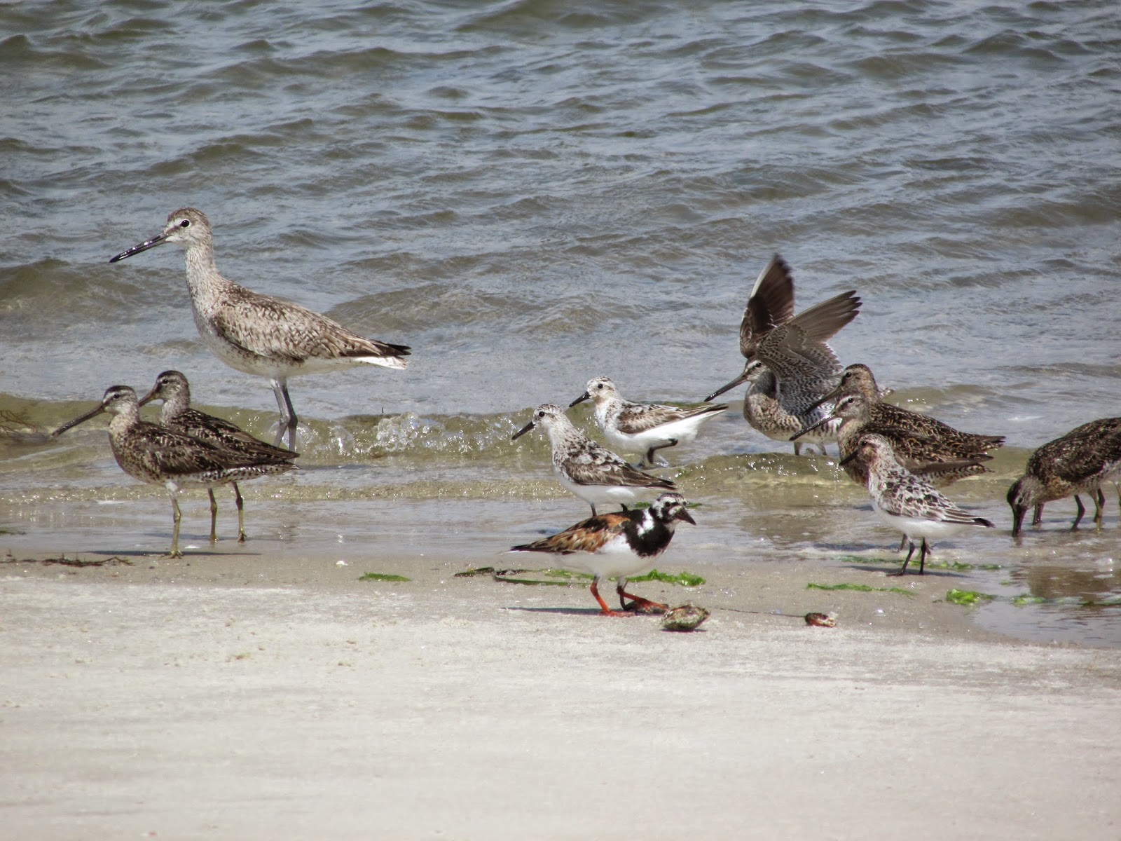 Long Island Birding: Jones Beach Coast Guard Marina, Jones Inlet