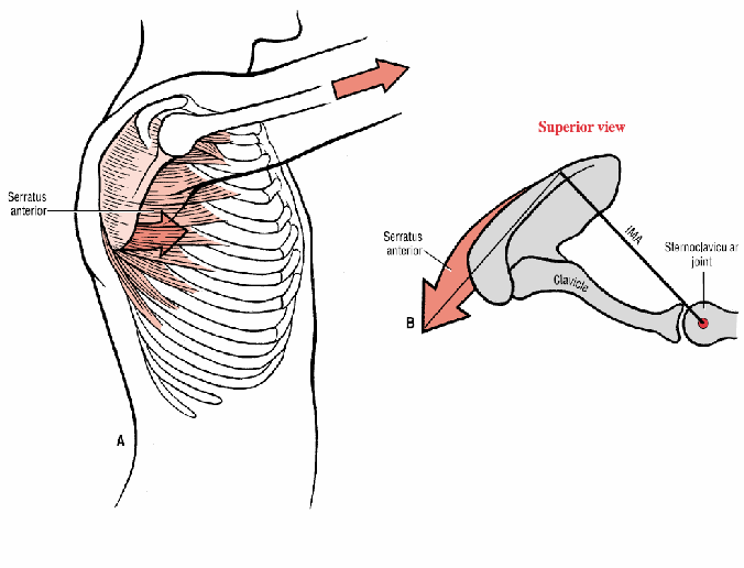 Biokinetic Golf Swing Theory: December 2013