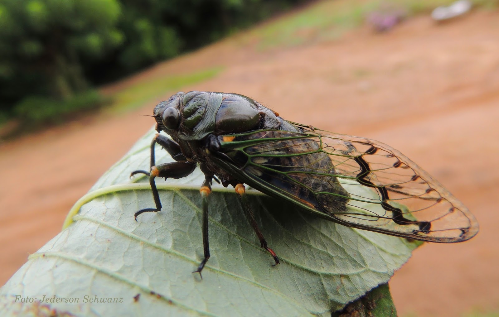 Pássaros & hobbies legais : Cigarra- inseto-ordem Hemiptera