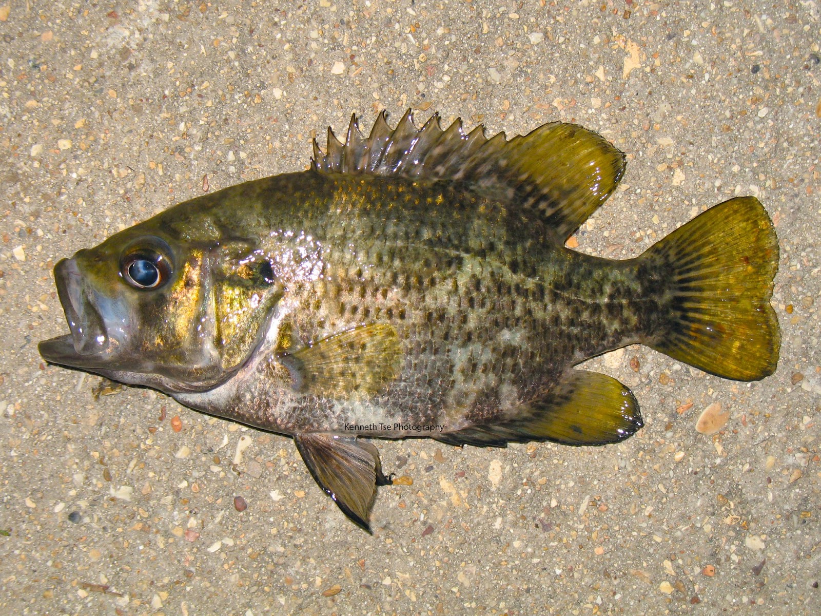 MuskieBait Adventures: 2016 US Midwest (Day 2)