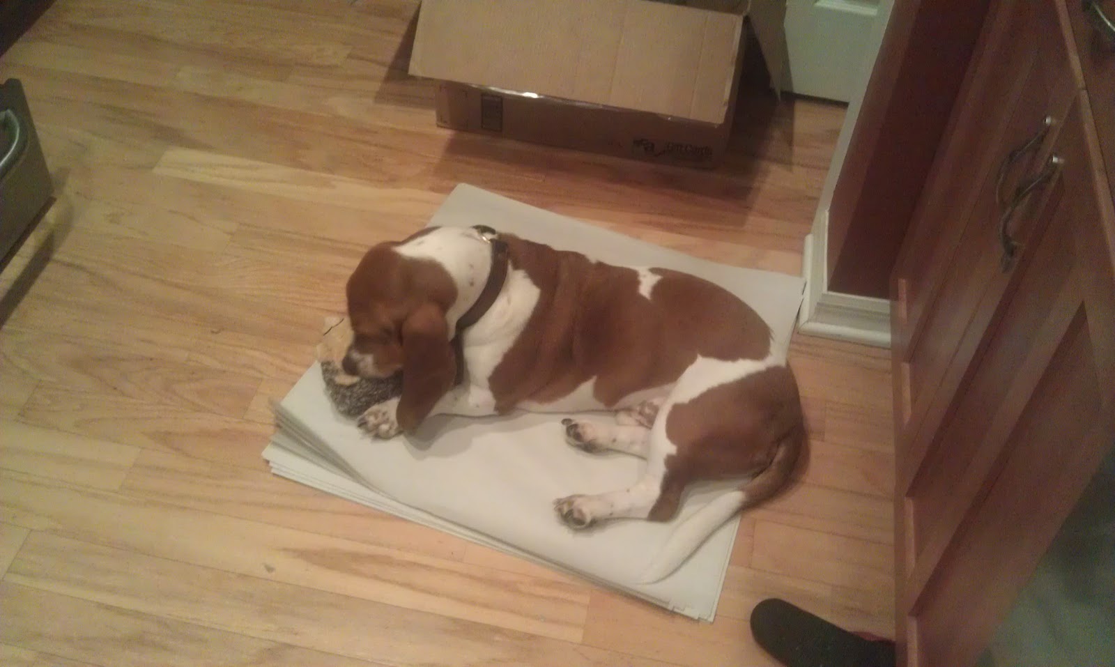 Classic with a Pop: Moving Tips for Your Dog