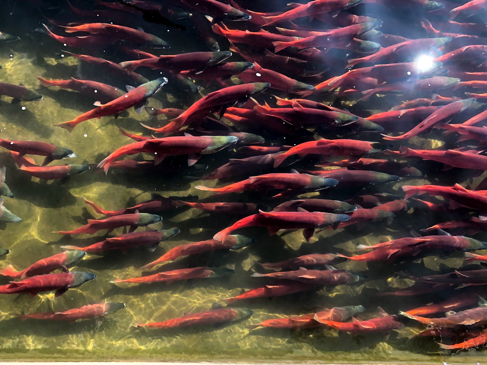 Walking Arizona: Kokanee Salmon spawning