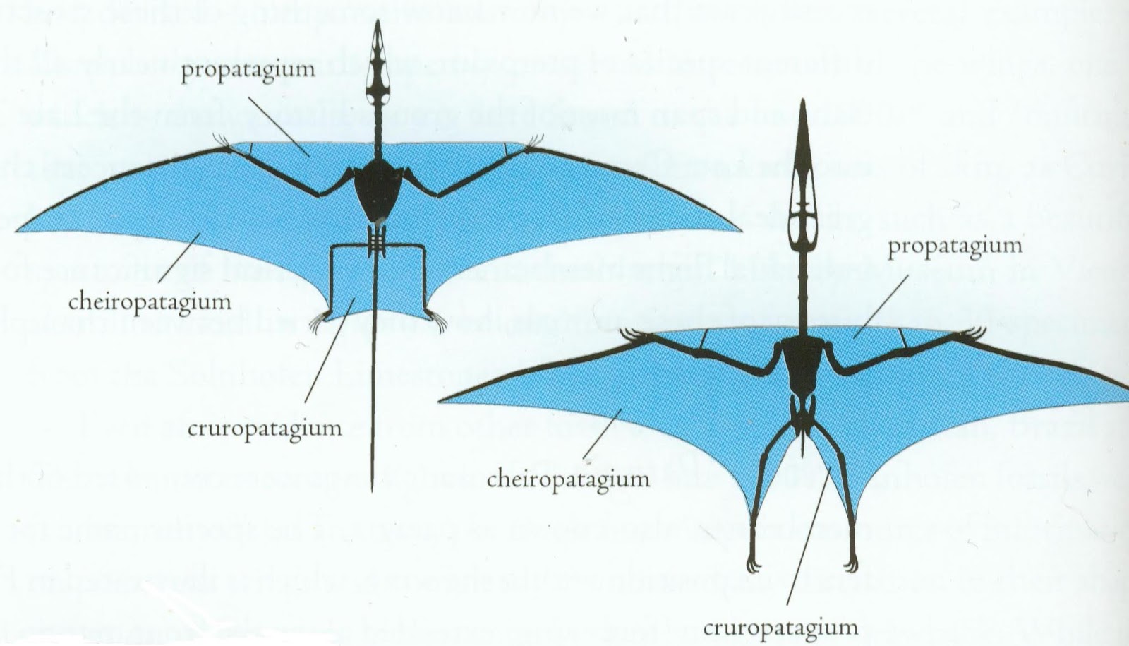 Coelho pré-Cambriano: A asa de Darwin: um pterossauro transicional