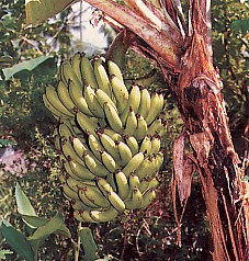 Budidaya Tanaman Pangan: PISANG BADAK