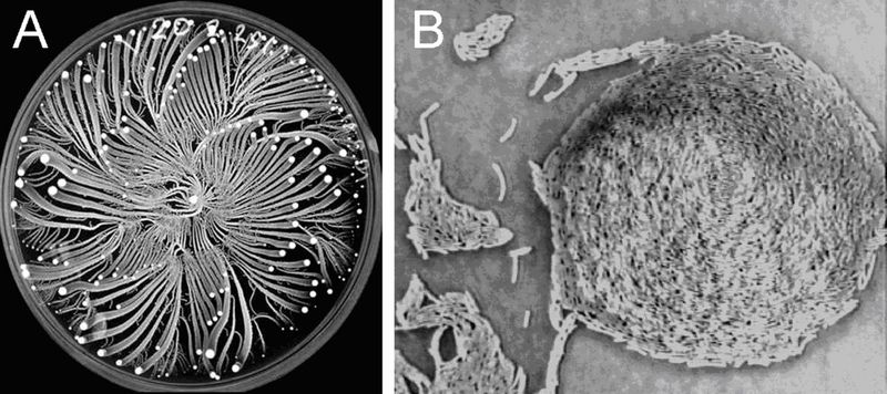 Curiosidades de la Microbiología: La Compañía de Transporte Paenibacillus