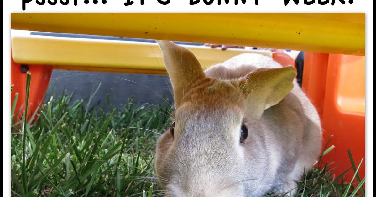 Cindy deRosier: My Creative Life: Kool-Aid Bunny Craft (Bunny Week, Day 1)