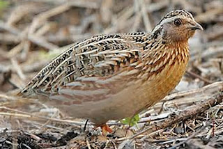 Clube da Codona: Espécies de codornas: Europeia, americana, japonesa ...
