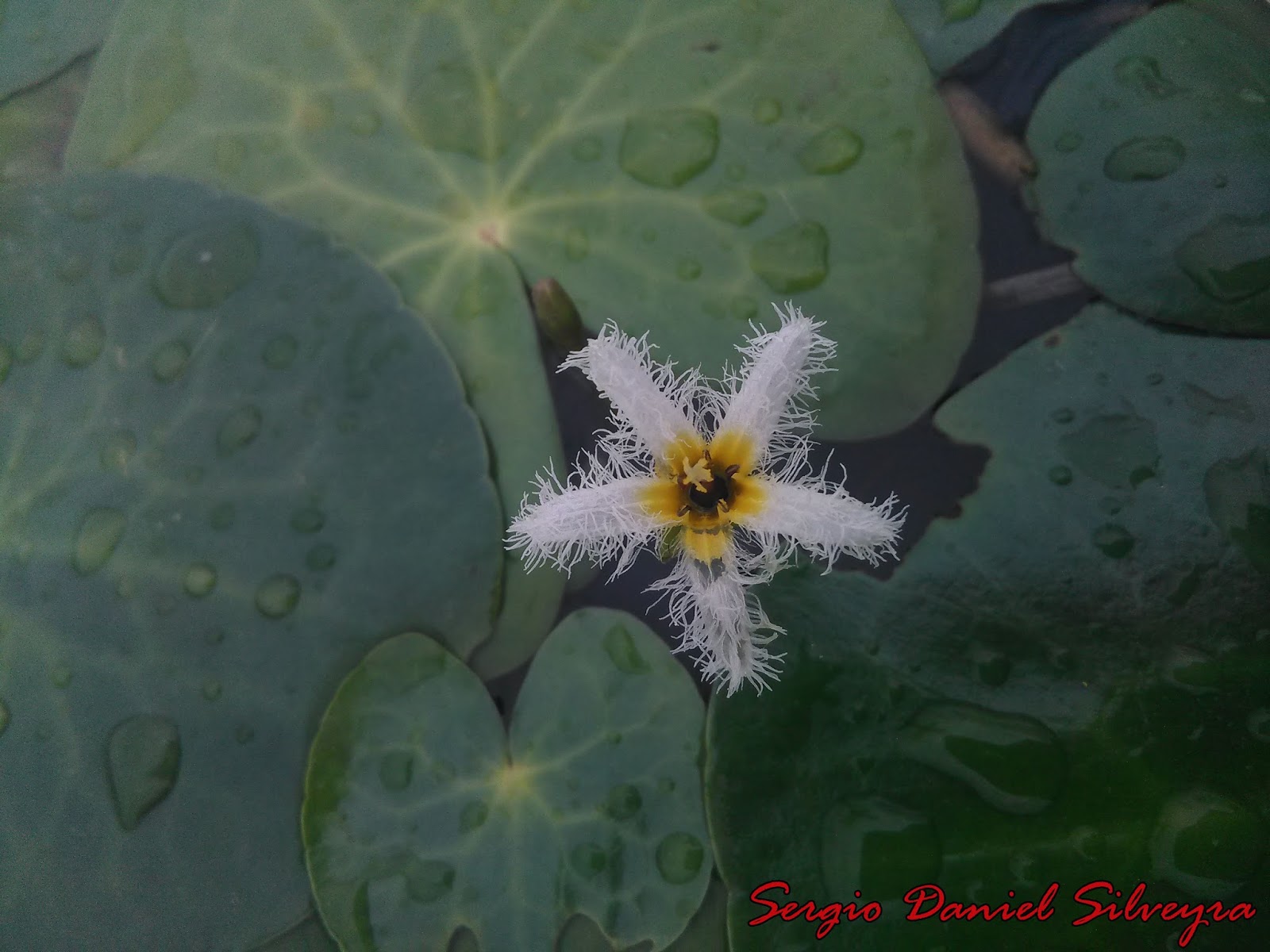 Flora Nativa de Entre Rios