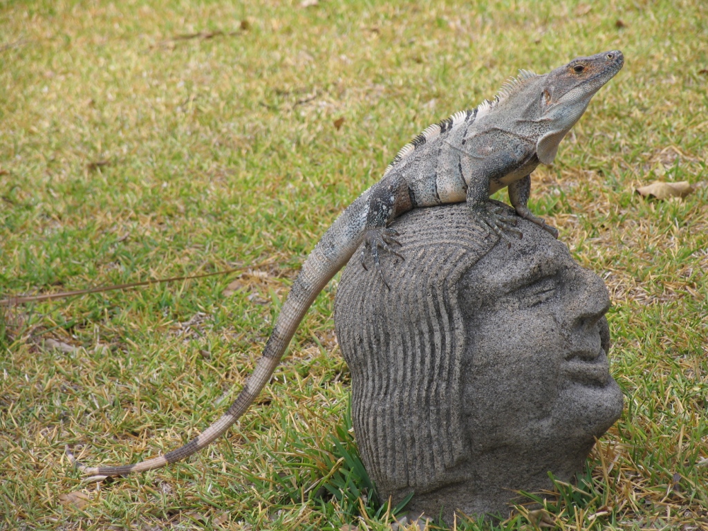 El vuelo del garrobo: Dia del amigo...