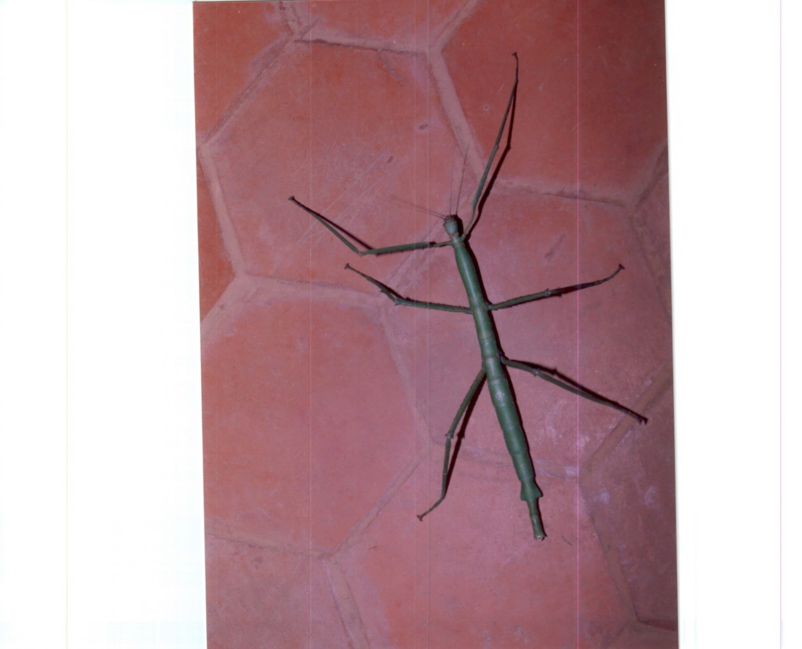 Ramvaidyblog: LIFE OF A STICK INSECT – MUNNAR KERALA - INDIA