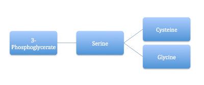 Getting to Know Your Amino Acids: 3-Phosphoglycerate Family